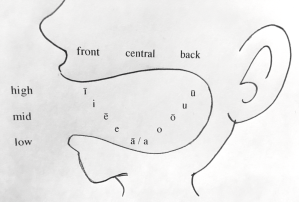 Greek Phonology – reading morphologically